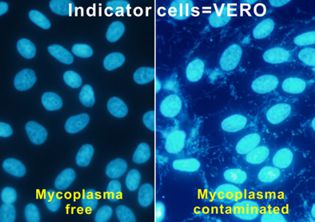 JCRB細胞バンク – 国立研究開発法人医薬基盤・健康・栄養研究所 » Quality control of cell lines